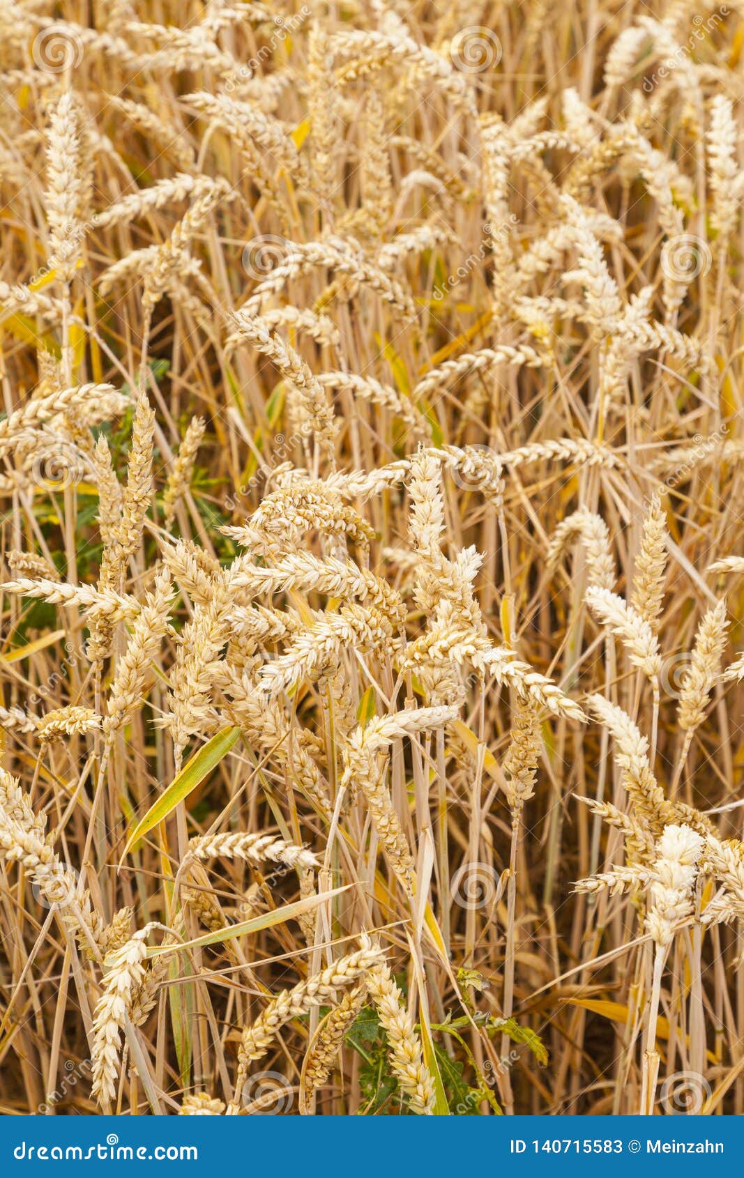Ripe Corn Field in Golden Colors Stock Image - Image of background ...