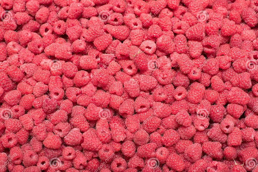 Background of Ripe Raspberries. Close Up Stock Photo - Image of healthy ...