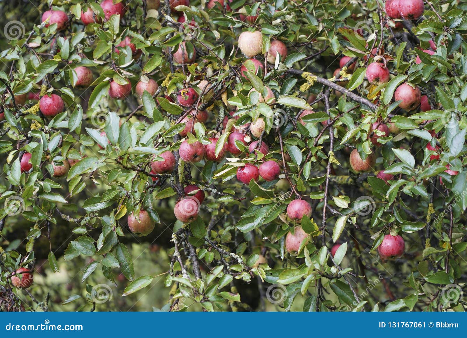 Ripe Red Apples on a Tree in Summer Stock Image - Image of organic ...