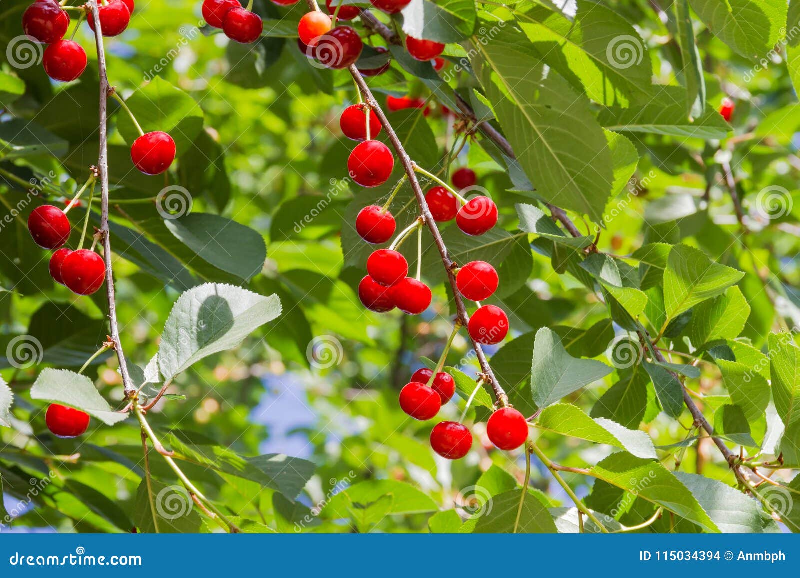 Ripe Cherries on the Branches in Orchard Stock Photo - Image of nature ...