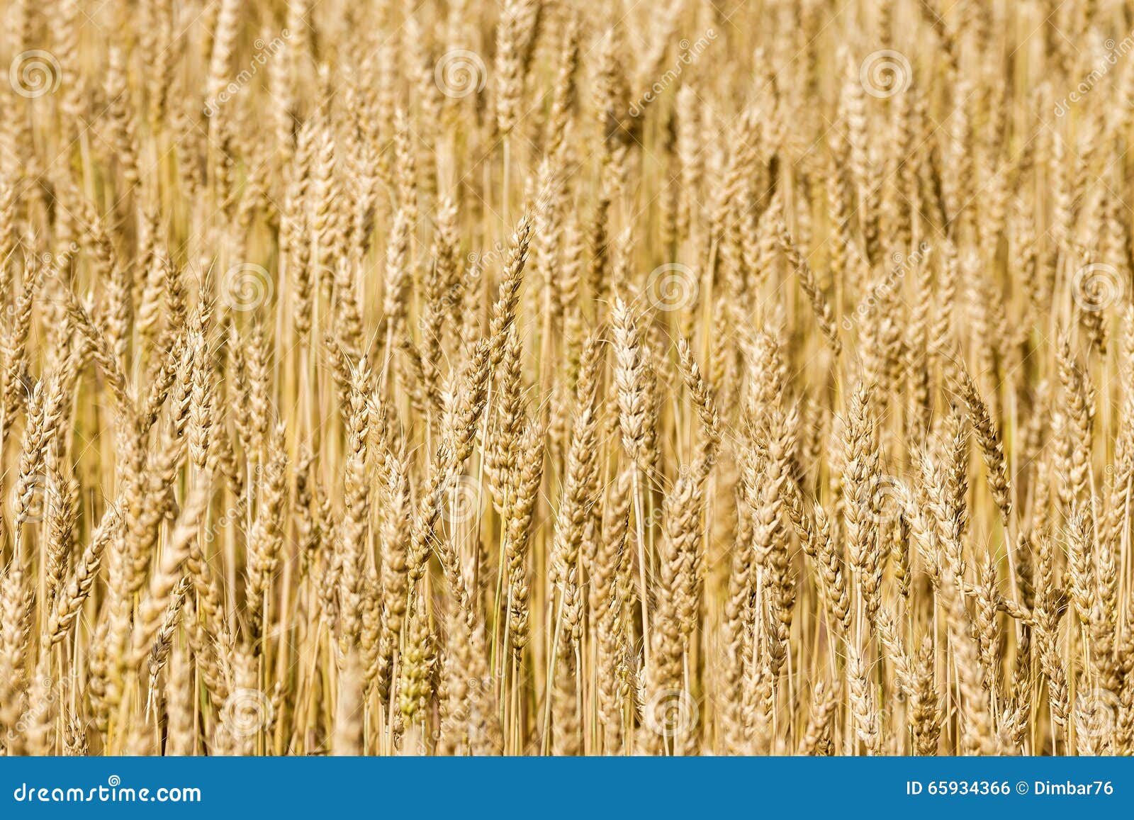 Background of Ripe Wheat Eared Stock Photo - Image of field ...