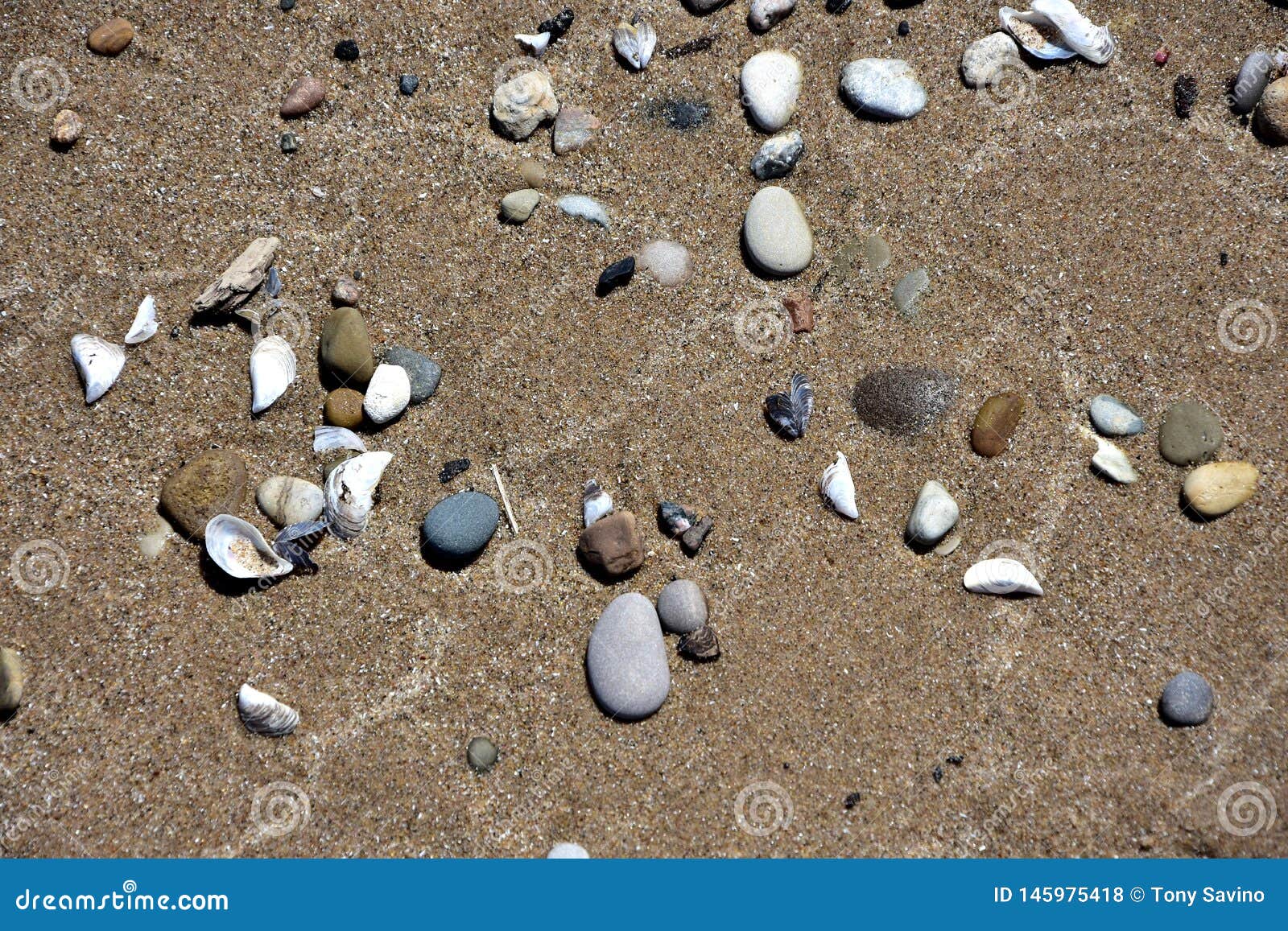 Background of Rocks Sand and Shells Stock Photo - Image of dark ...