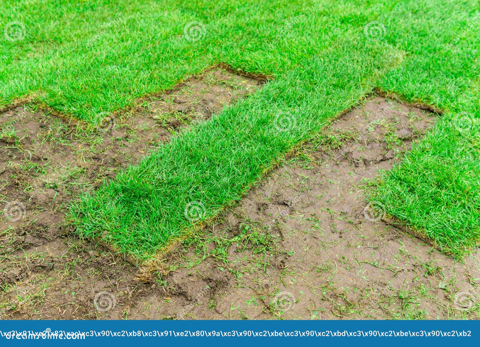 Turf in the Process of Laying Stock Photo - Image of pitch, landscaping ...
