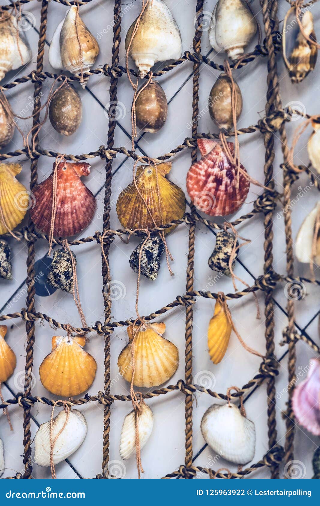 Background from the Rope-bound Sea Shells Stock Photo - Image of ...