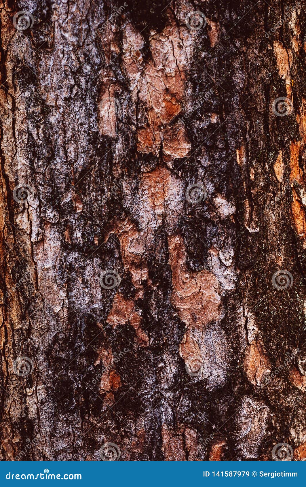 Background of Rough Reddish Bark of Pine Tree Close Up Stock Image ...