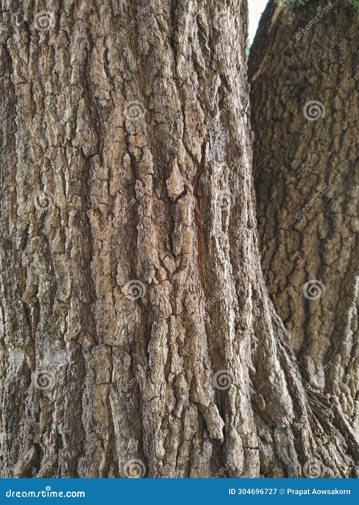 Background of Roughness Bark Texture of the Old Big Tree Trunk in ...