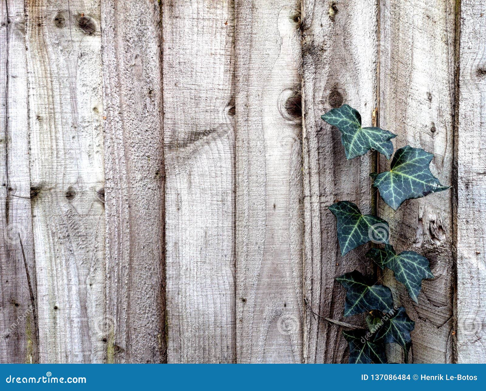 Wood texture stock photo. Image of vine, texture, wood - 137086484