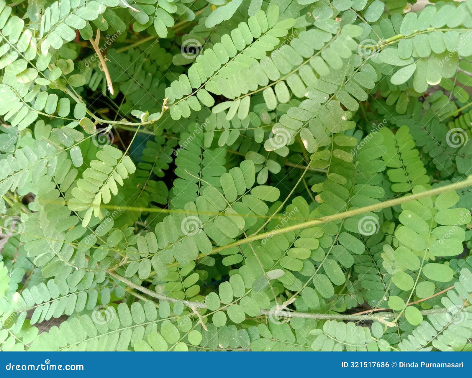 Background of Saga Medicinal Plant Leaves Stock Photo - Image of ...