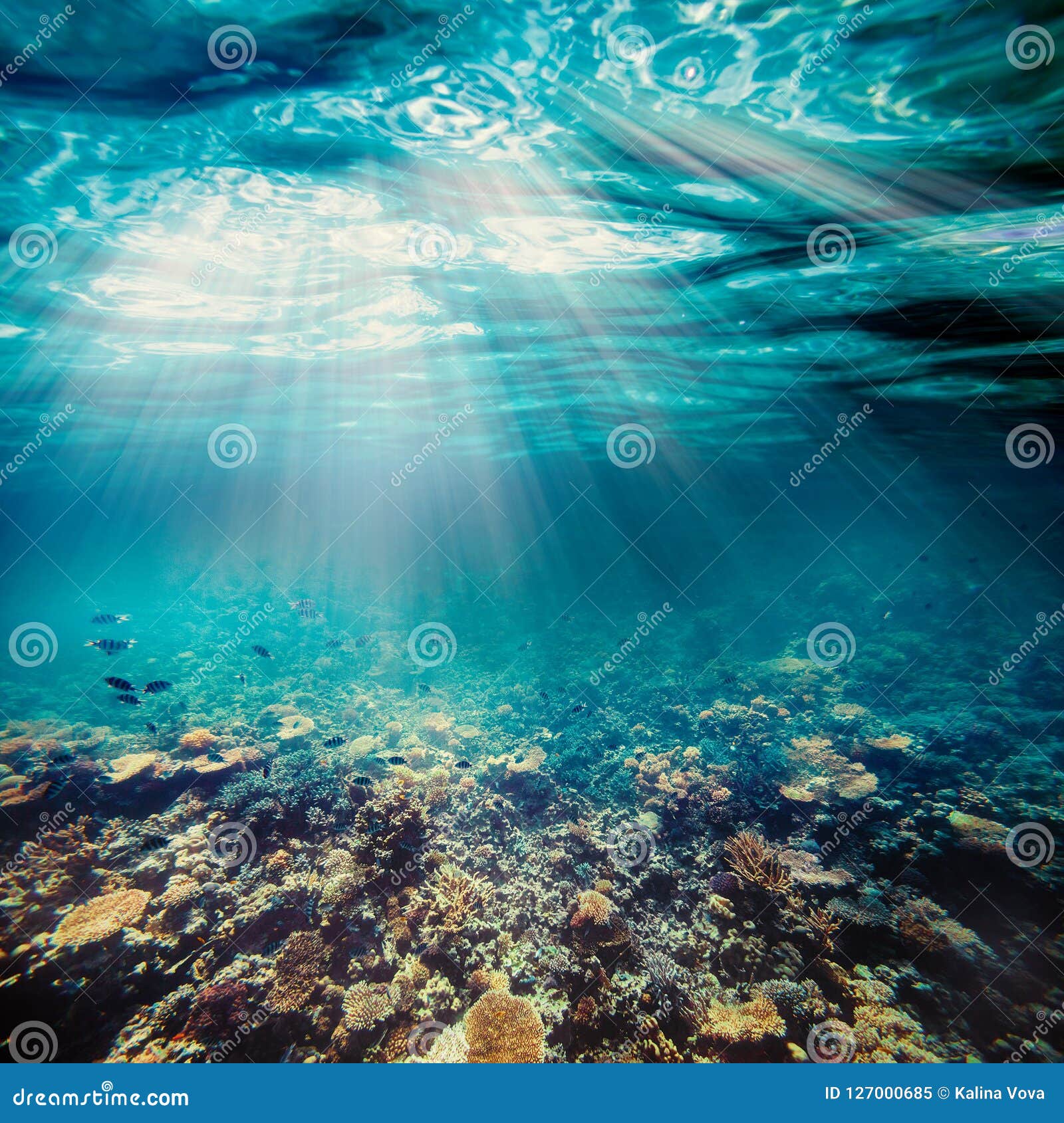 A beach underwater stock image. Image of ocean, coral - 127000685