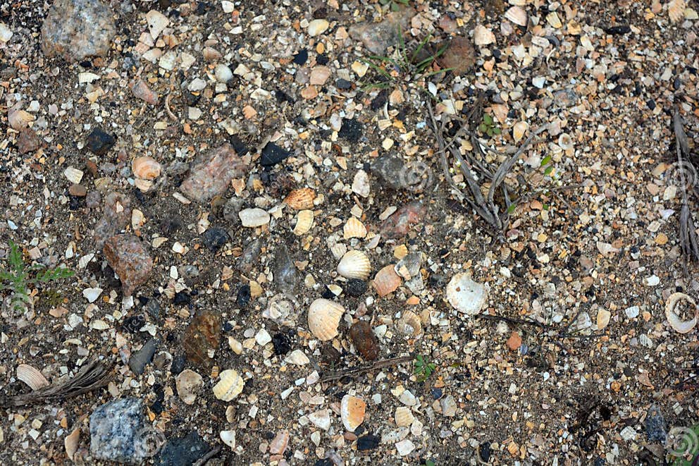 Earth, Sandy Soil with Small Shells of Different Sizes, Gray and Black ...