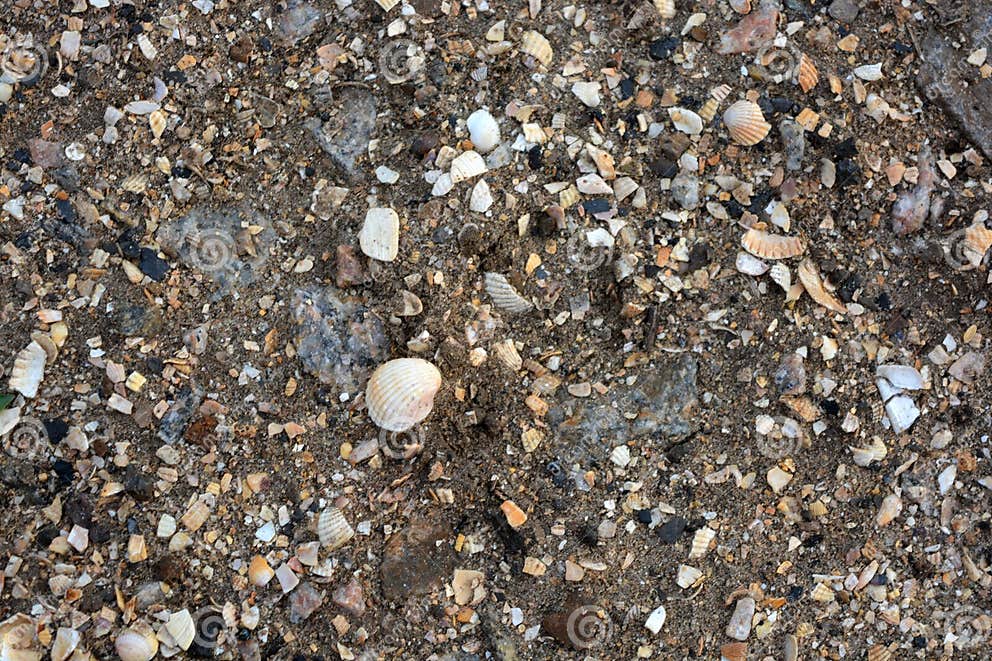 Earth, Sandy Soil with Small Shells of Different Sizes, Gray and Black ...