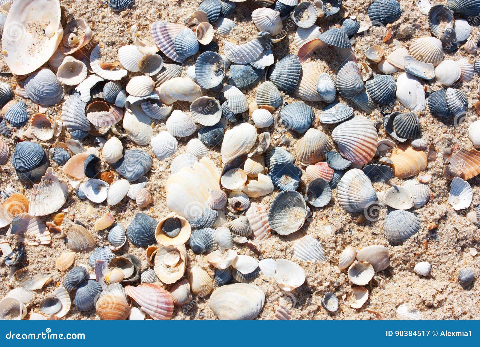 Background of Sand and Seashells, Beach on a Sunny Day. Stock Image ...