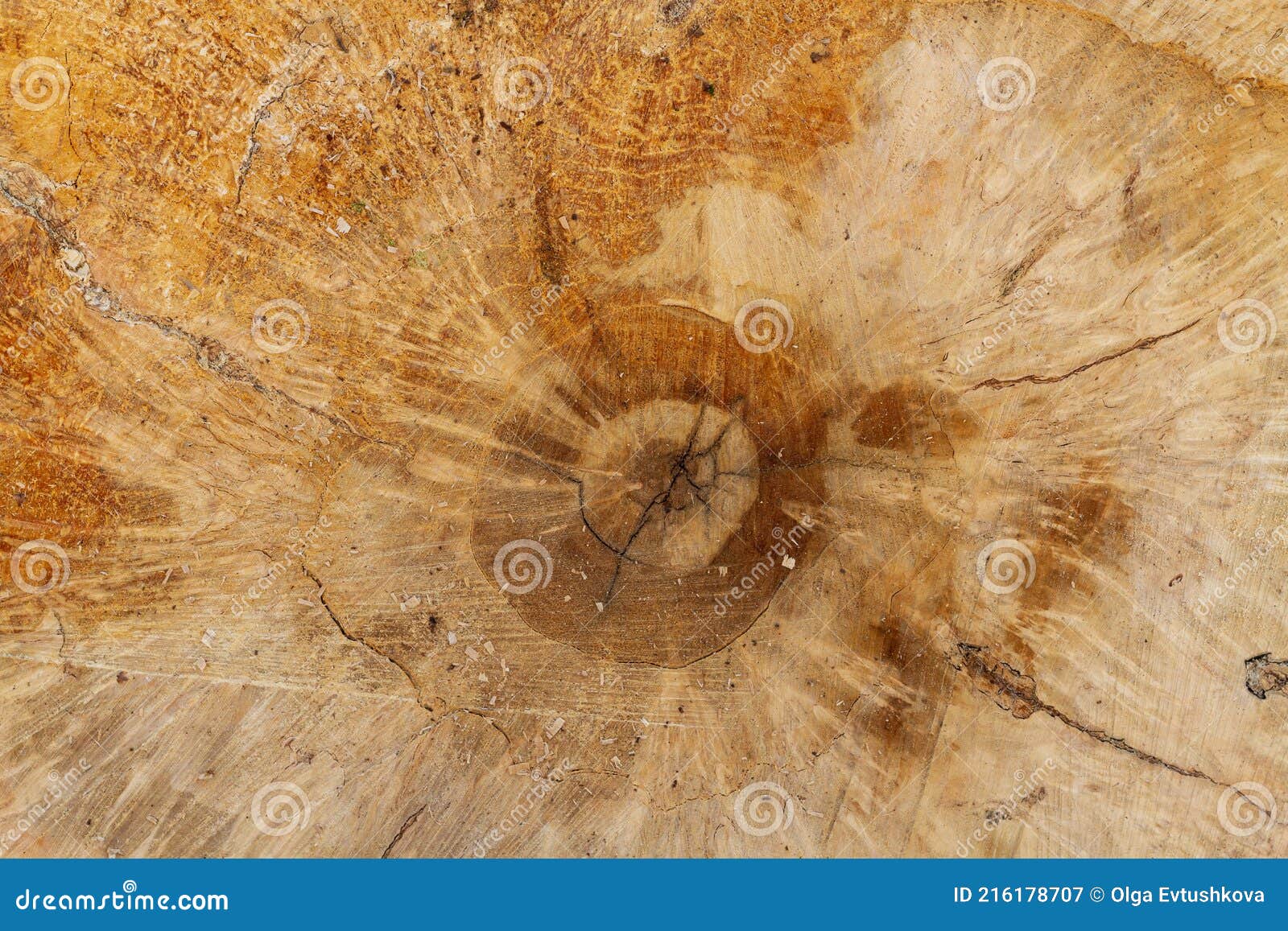 Background of Sawn Large Birch Tree with Annual Rings Stock Image ...