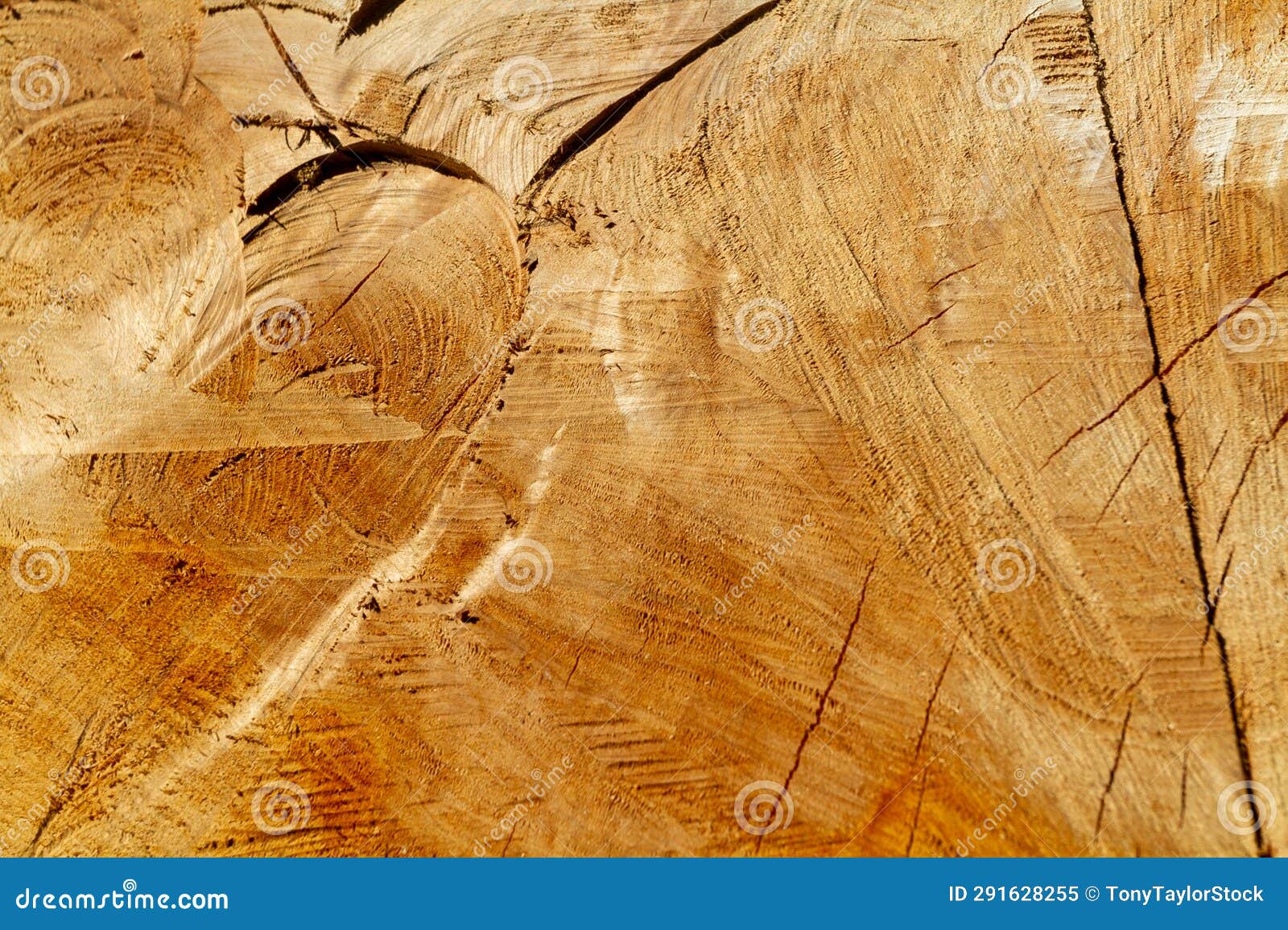Background of a Sawn Off Branch Stock Image - Image of creative, object ...