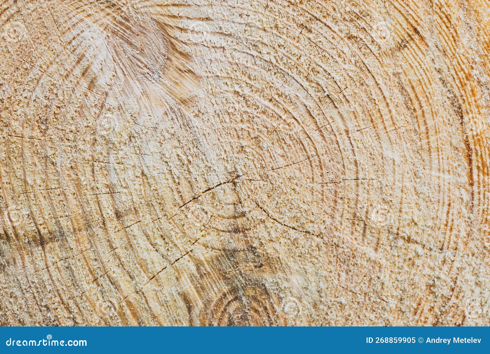 Background of a Sawn Tree, Circles on a Tree Trunk Stock Image - Image ...