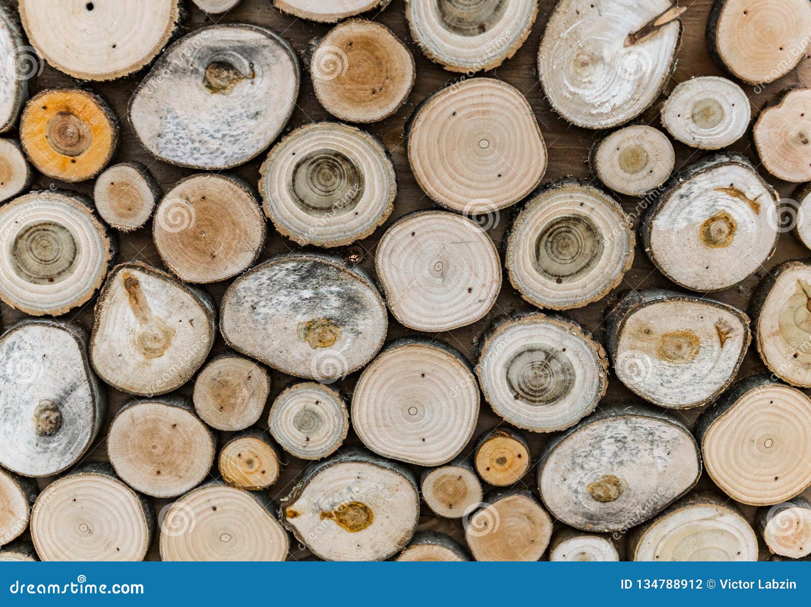 Sawn Tree Trunks of Different Sizes and Shapes Stock Photo - Image of ...