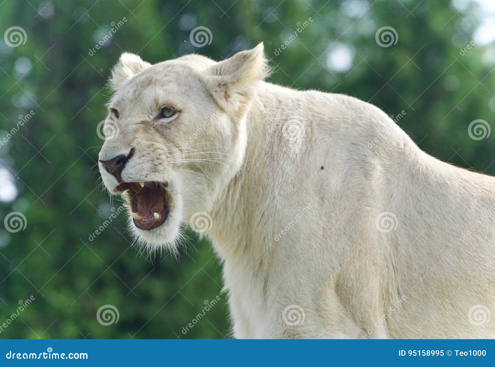 Background with a Scary White Lion Screaming Stock Image - Image of ...