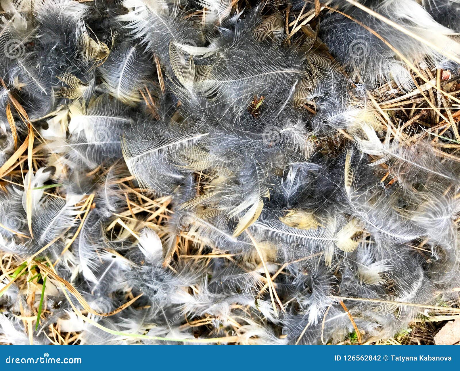 Background - Scattered Feathers of a Forest Bird. Stock Photo - Image ...