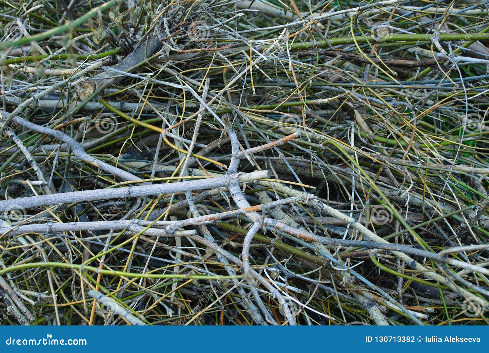 Background of Scattered Tree Branches. Stock Photo - Image of leaves ...
