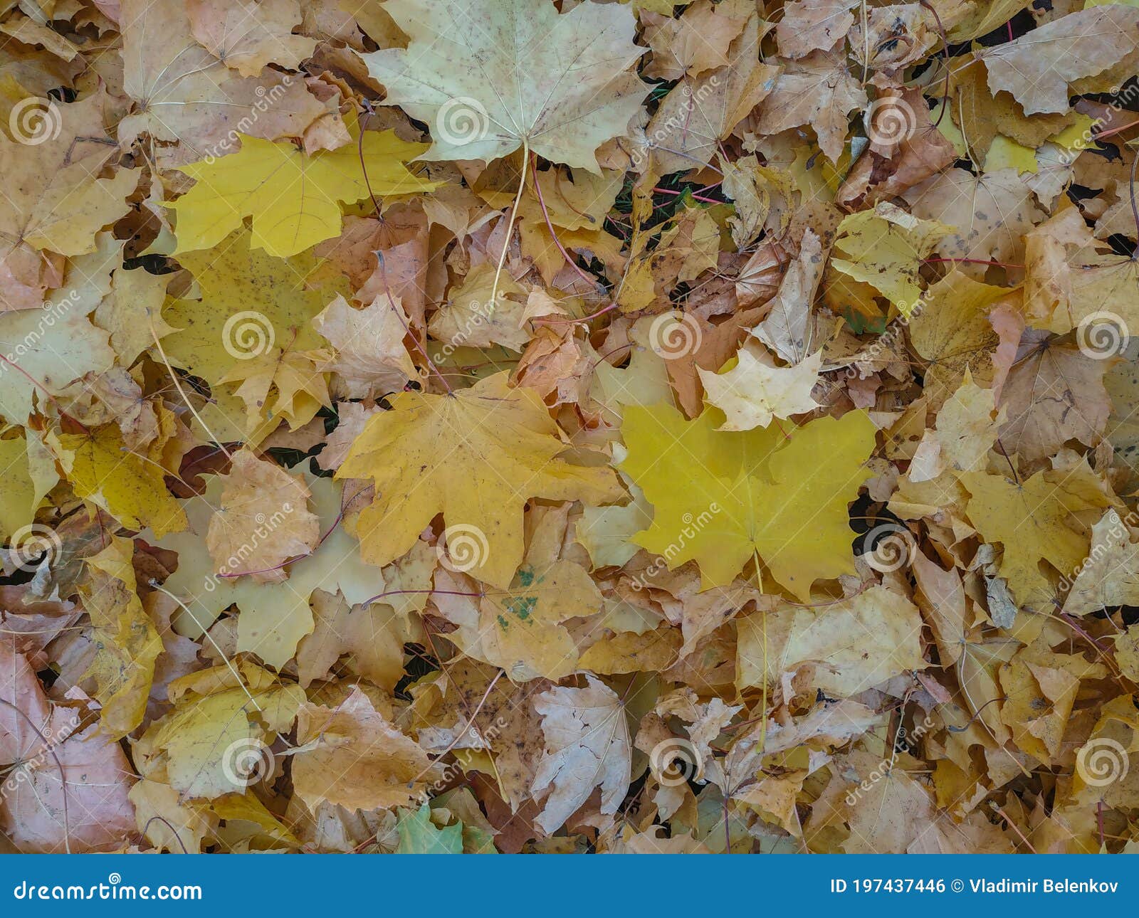 Background Scattering of Dry Leaves Stock Photo - Image of leaf ...