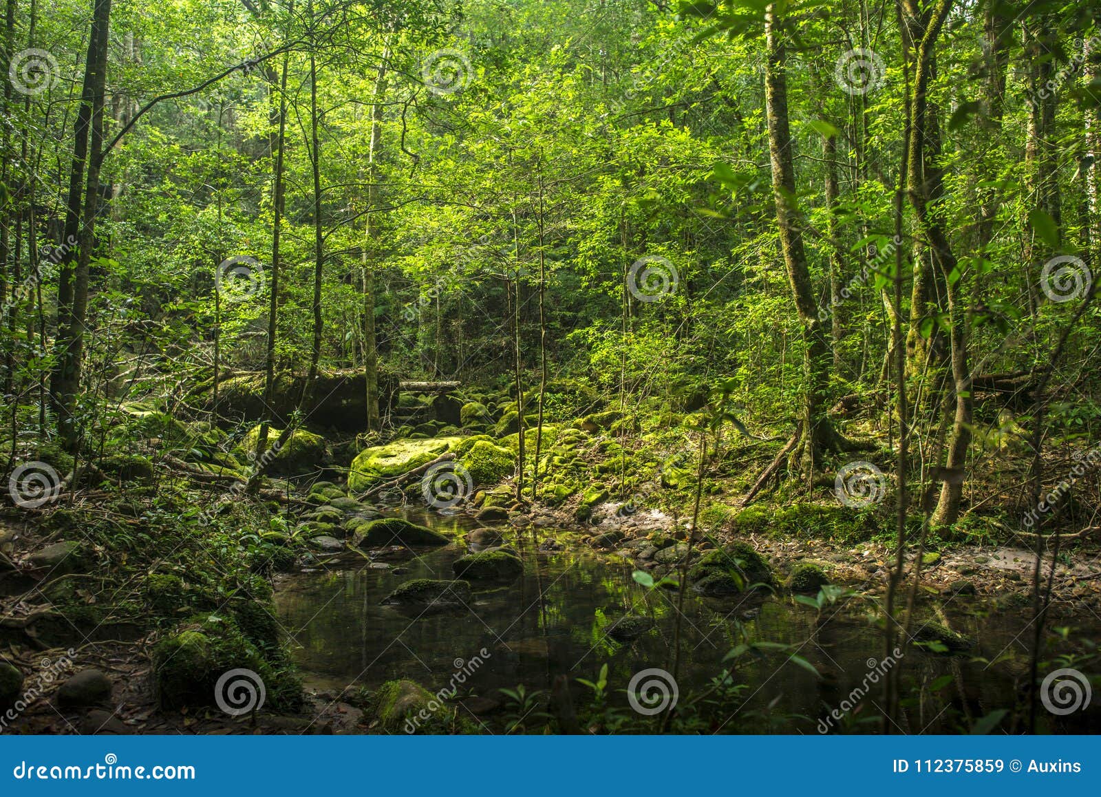 Background of a Scenic Forest of Fresh Green Trees and Clean Stream ...