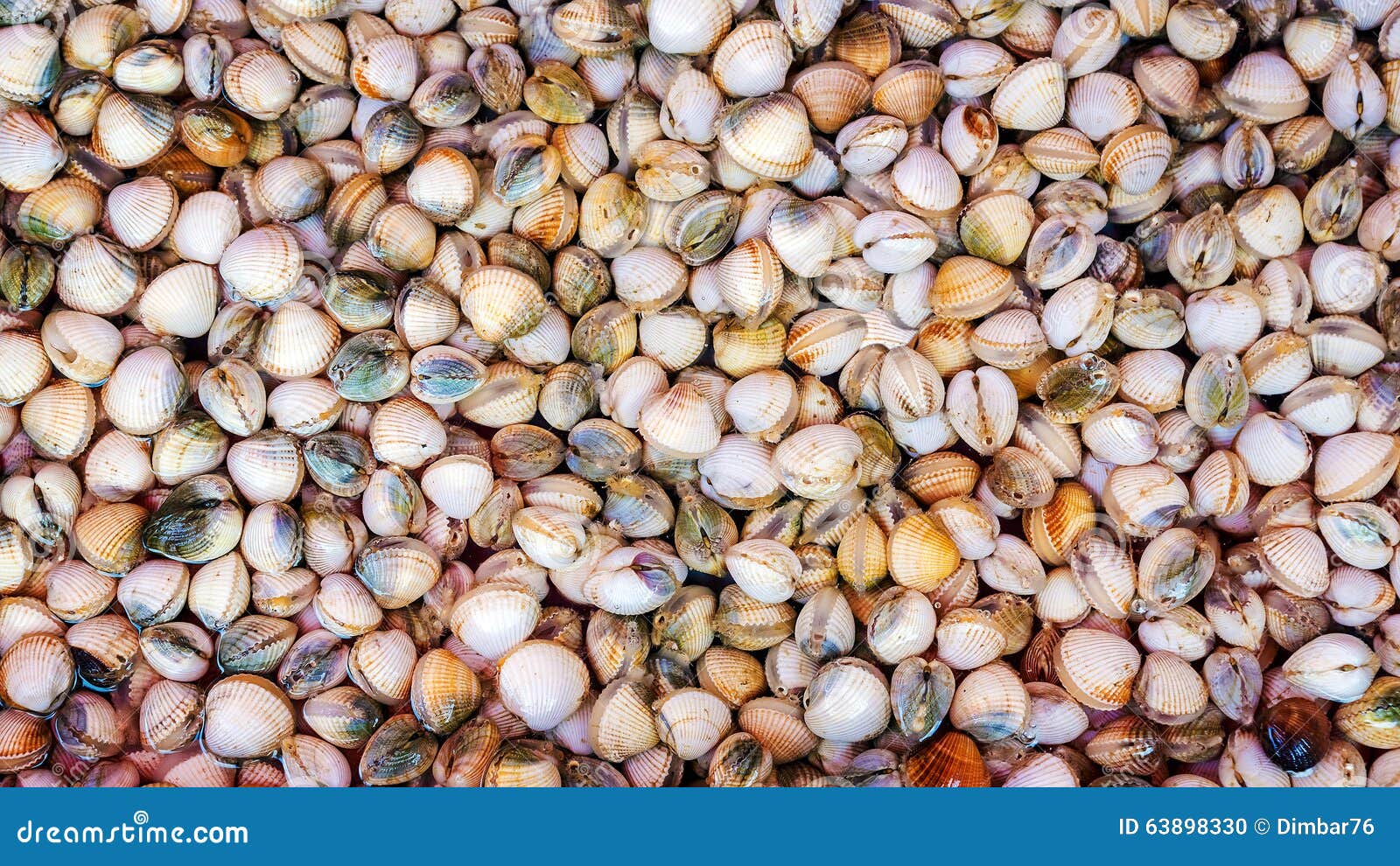 Background from Sea Marine Mussels Stock Photo - Image of mollusca ...