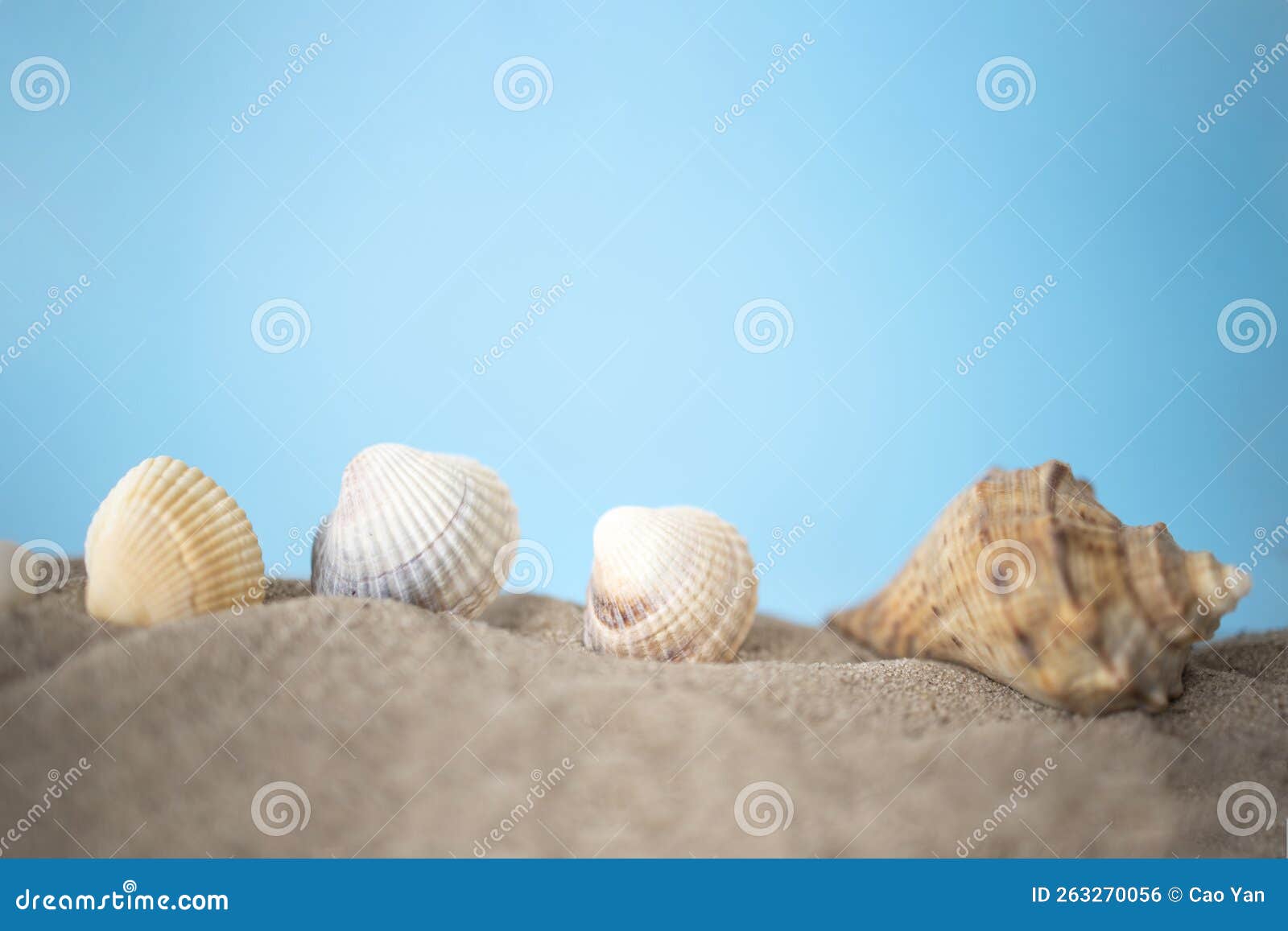 Background Sea Sand Grains, Fine Beach Sand and Shells. Stock Photo ...