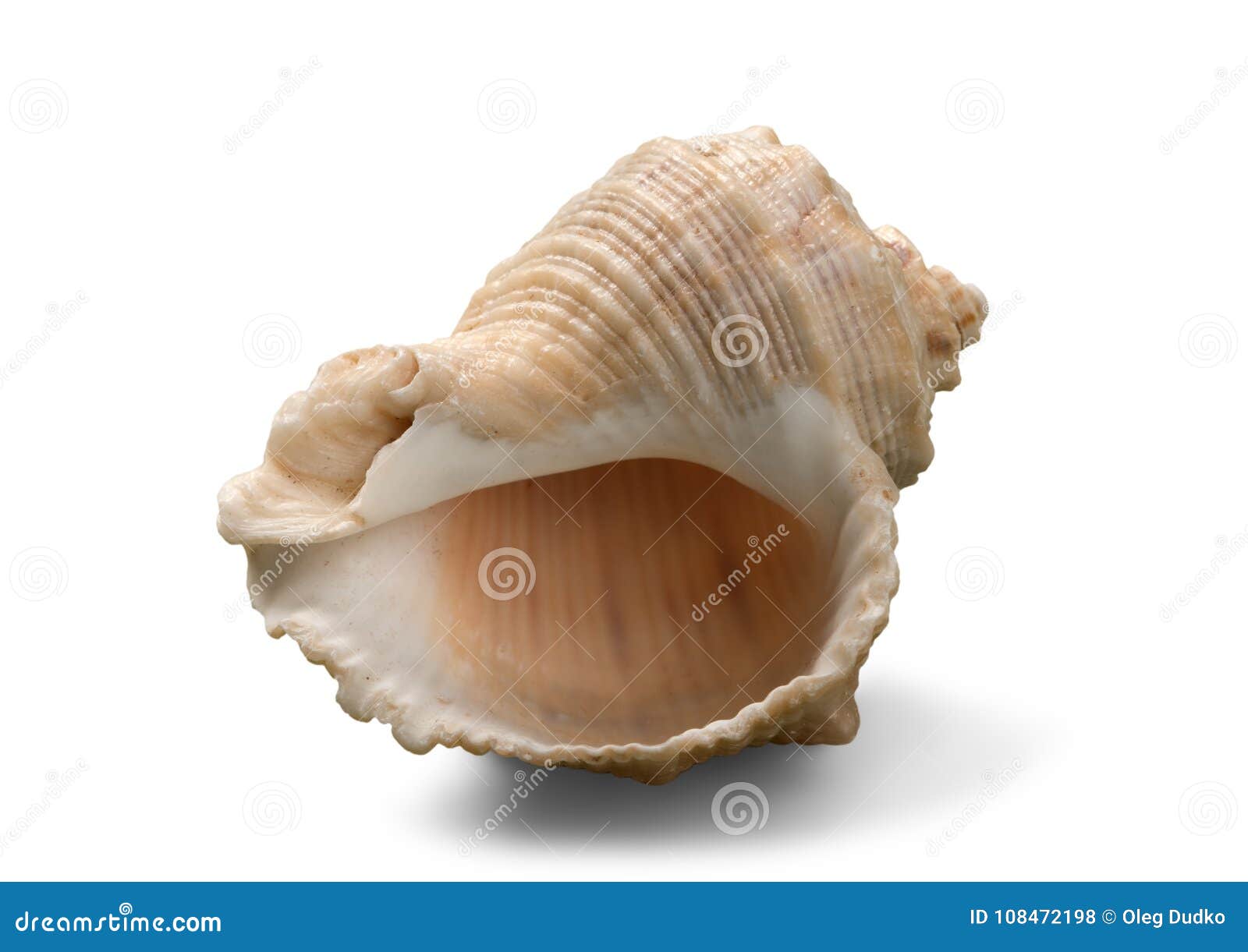 Sea Shell on White Background Stock Photo - Image of seashell, organism ...
