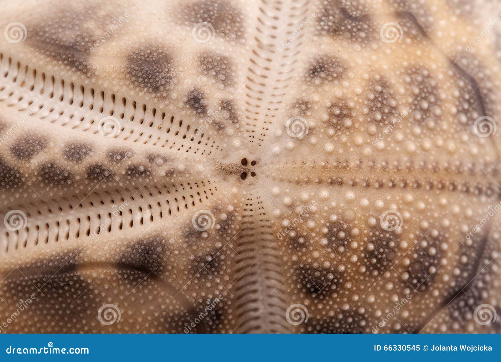Sea Urchin, Close Up Black Sea Urchin Or Long Spines Sea Urchin An ...
