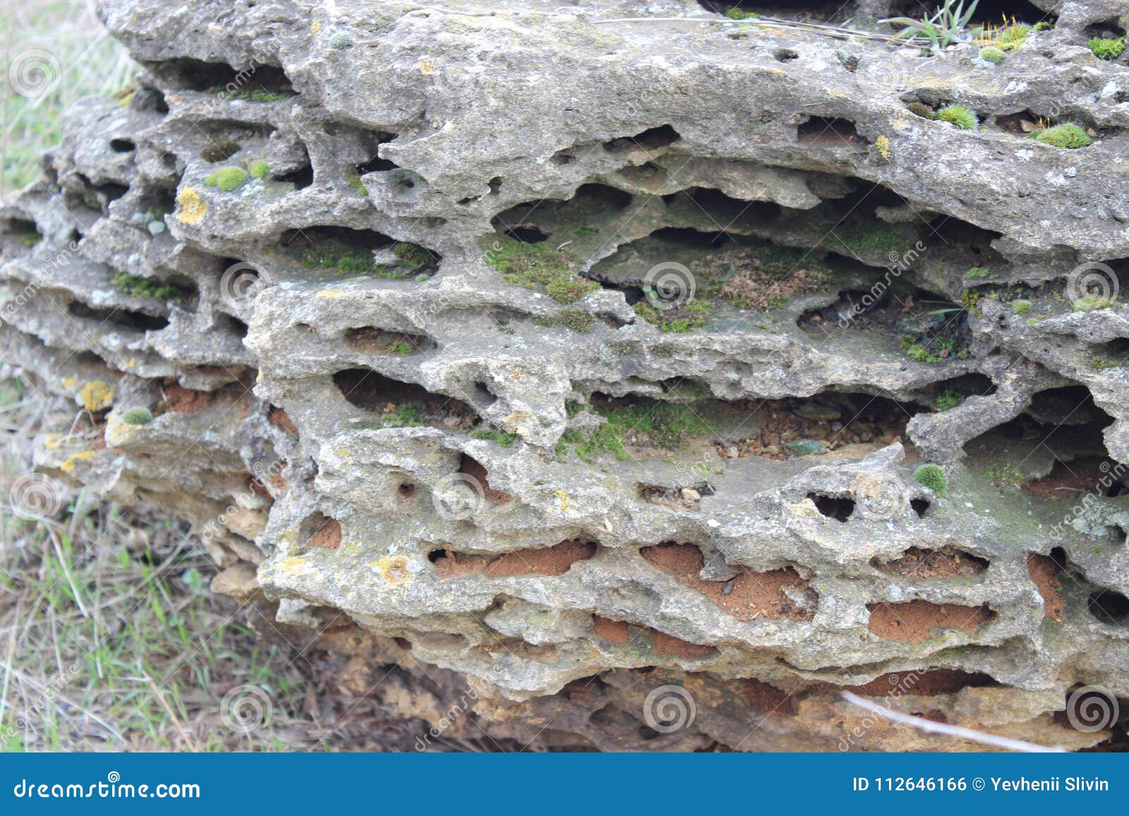 Background of Sea Shell Rock Stock Photo - Image of closeup, ocean ...