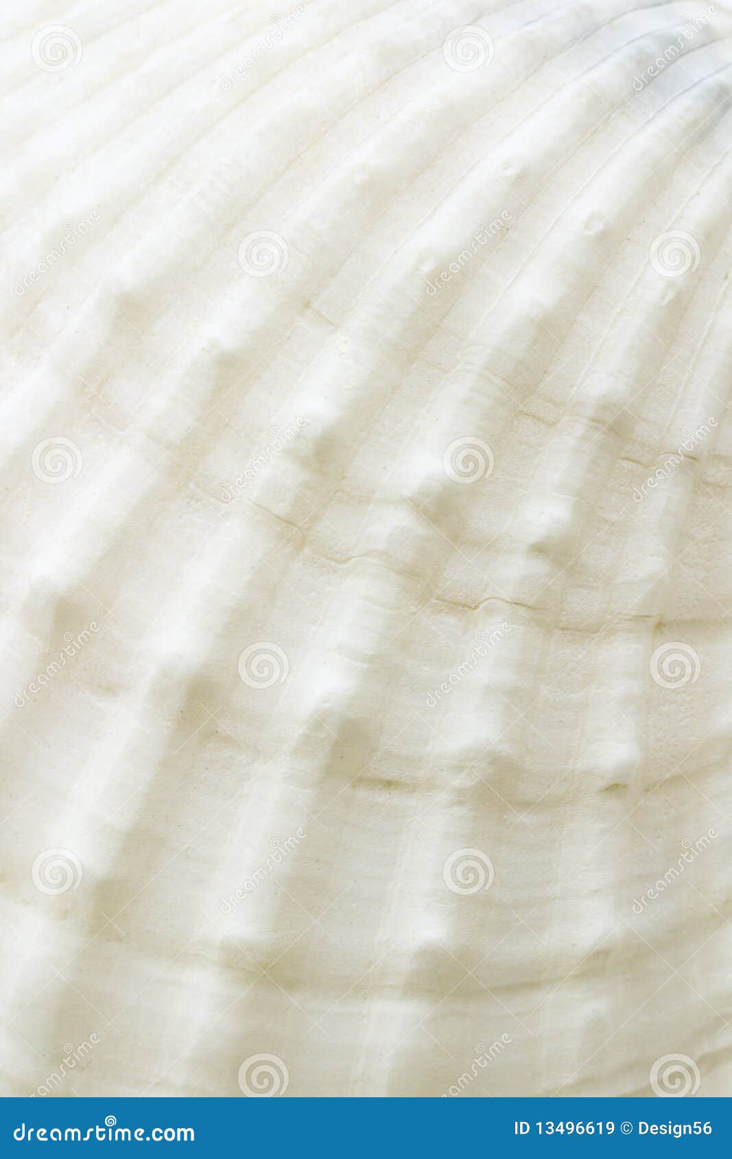 Background of Sea Shell Surface Texture Stock Image - Image of spiral ...