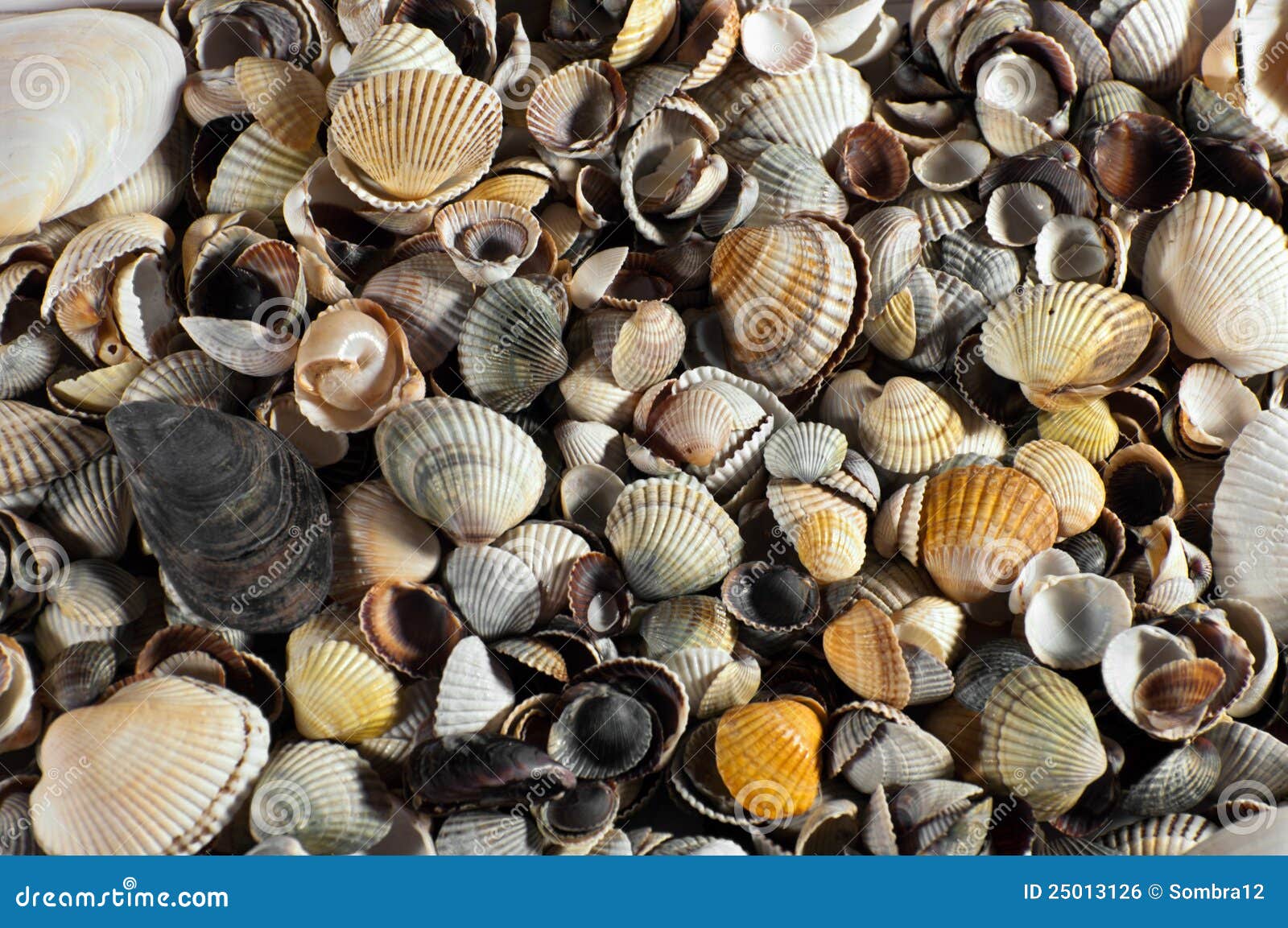 Background of sea shells stock photo. Image of horizontal - 25013126