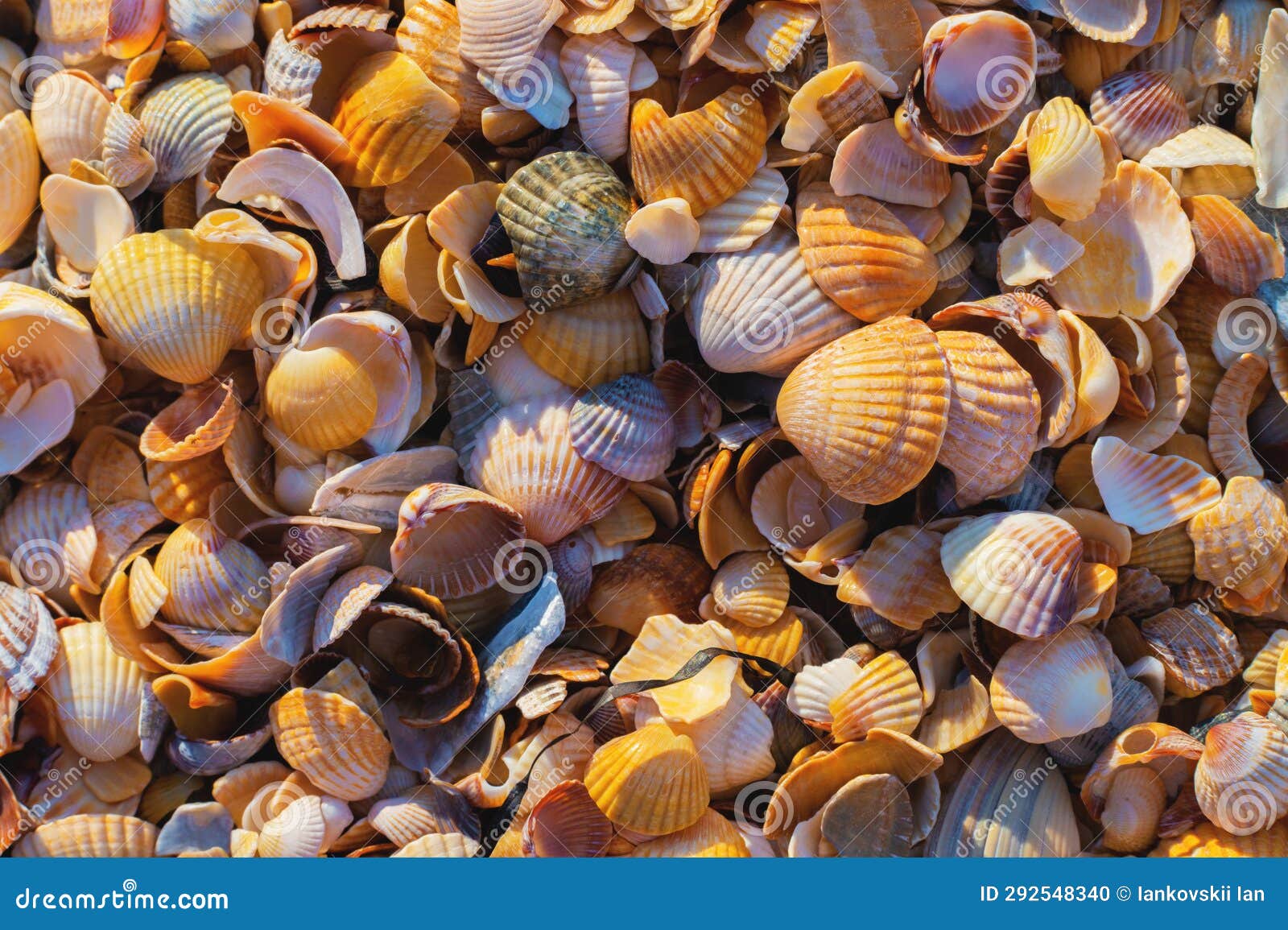 Background of Sea Shells. Beach Sand from Crushed and Whole Shells ...