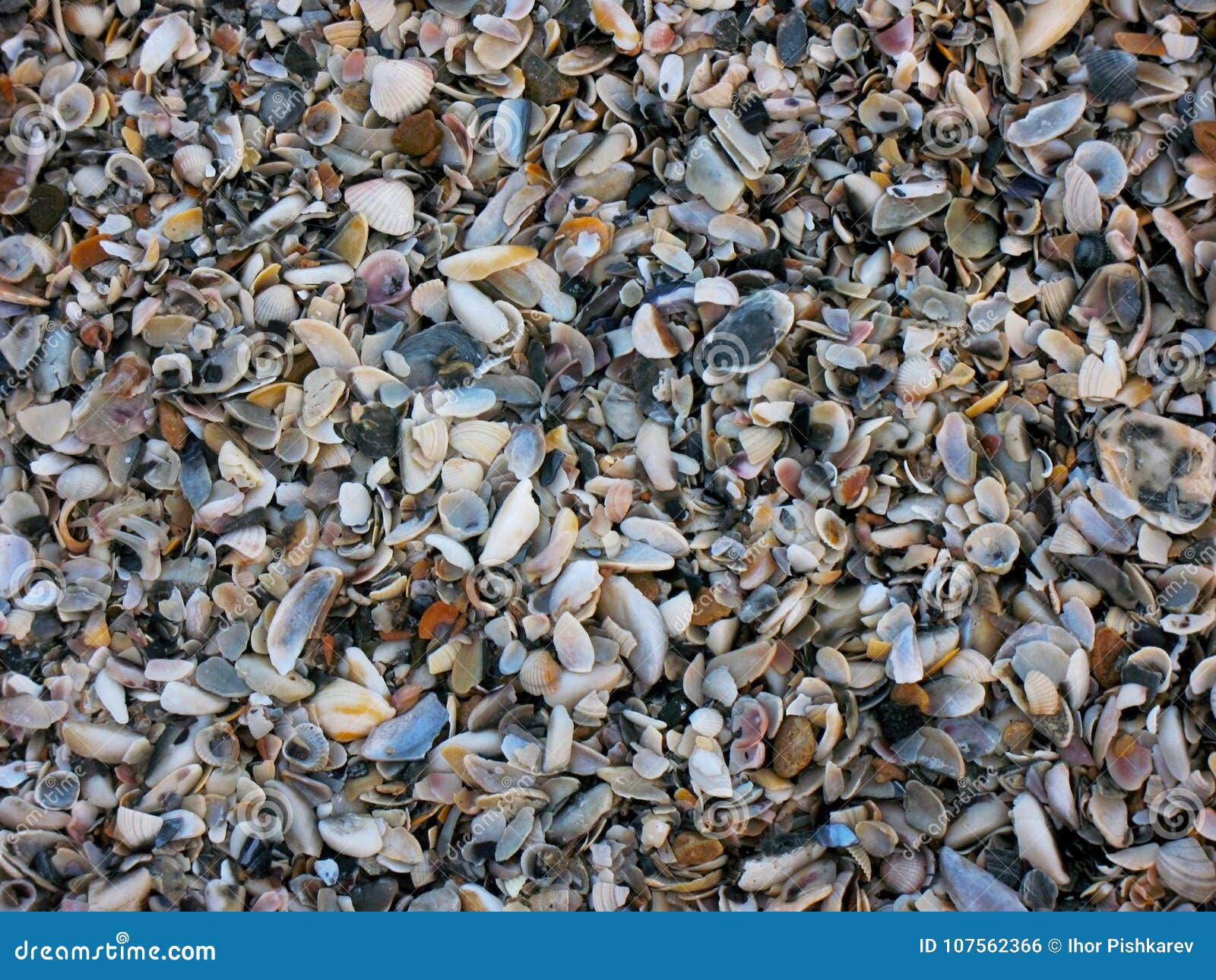 Background of Sea Shells Scattered on the Shore Stock Photo - Image of ...