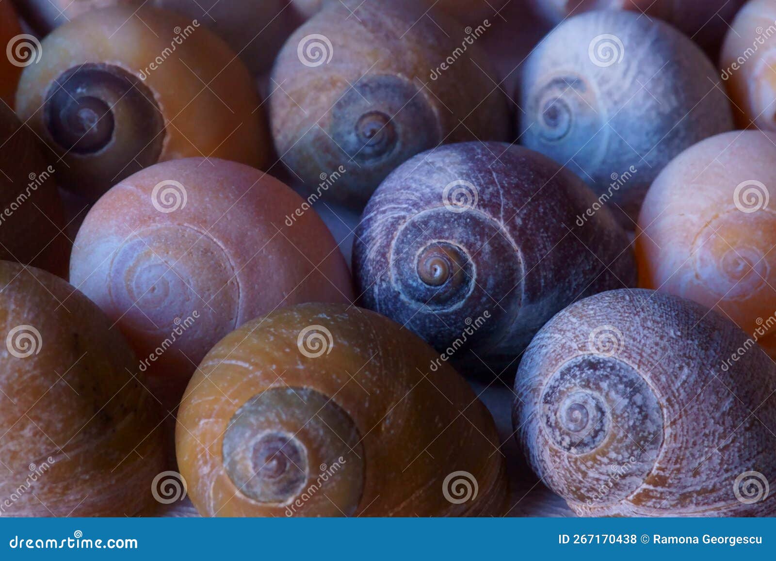 Background with Sea Shells, Sea Snails Stock Photo - Image of pattern ...