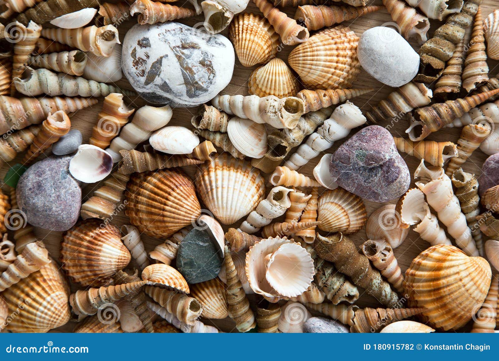 Background of Sea Shells and Stones Stock Photo - Image of exotic ...