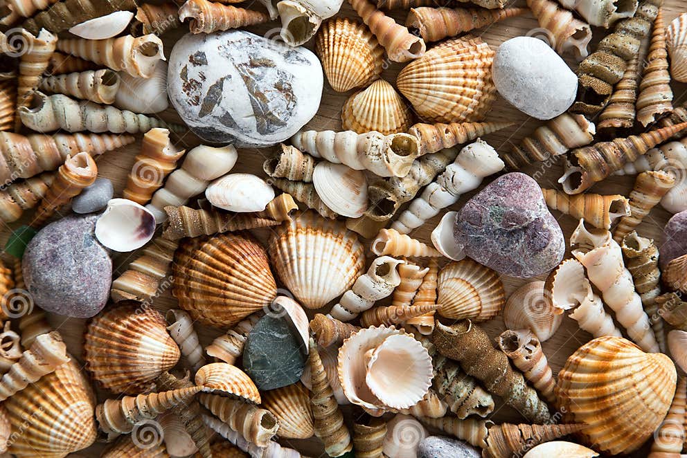 Background of Sea Shells and Stones Stock Photo - Image of exotic ...