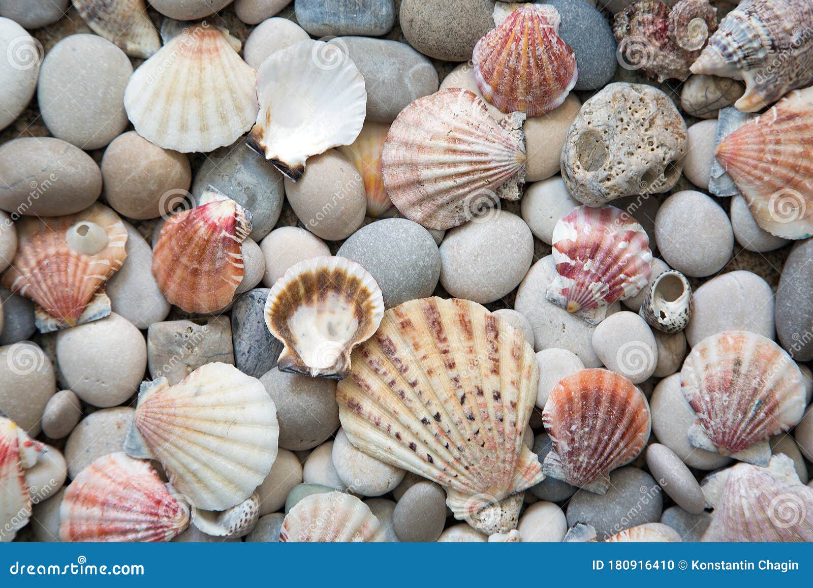 Background of Sea Shells and Stones Stock Photo - Image of beautiful ...