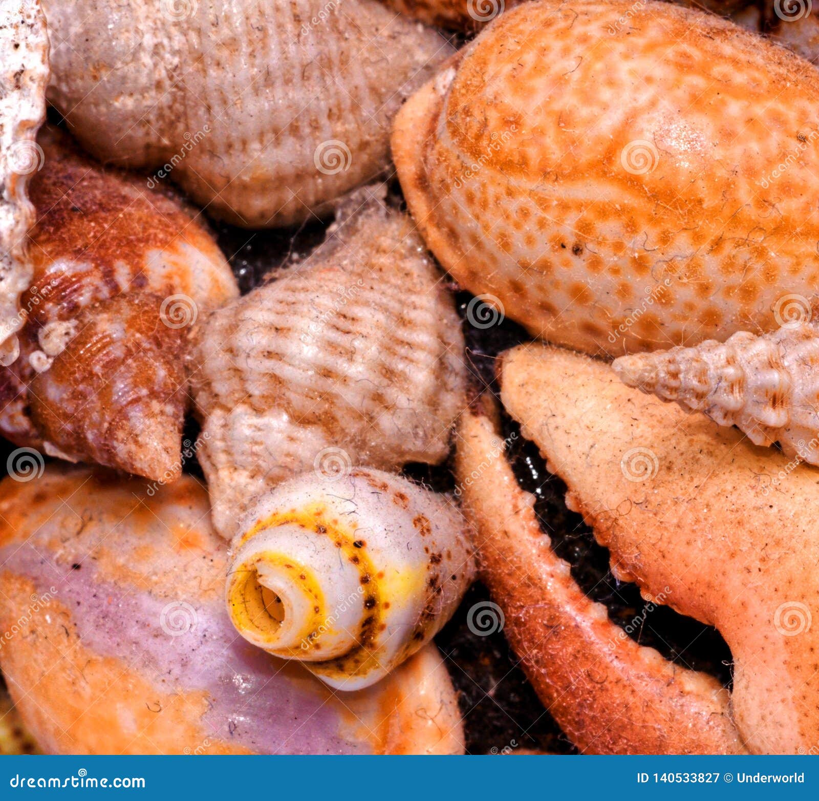 Background of sea shells stock image. Image of macro - 140533827