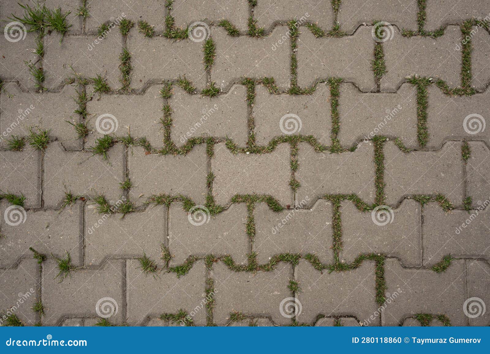 Background Seamless Texture of Green Grass Sprouted between Bricks of ...