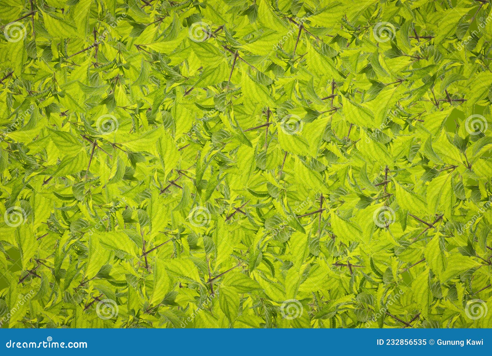 Seamless Texture with Leaves Stock Image - Image of marijuana, plant ...