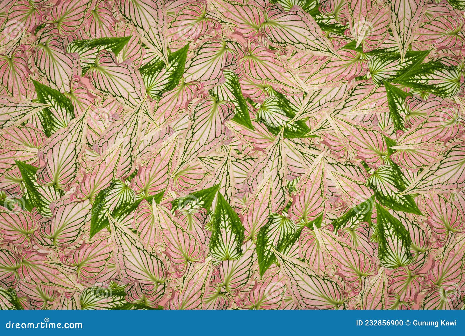 Seamless Texture with Leaves Stock Photo - Image of pine, plant: 232856900