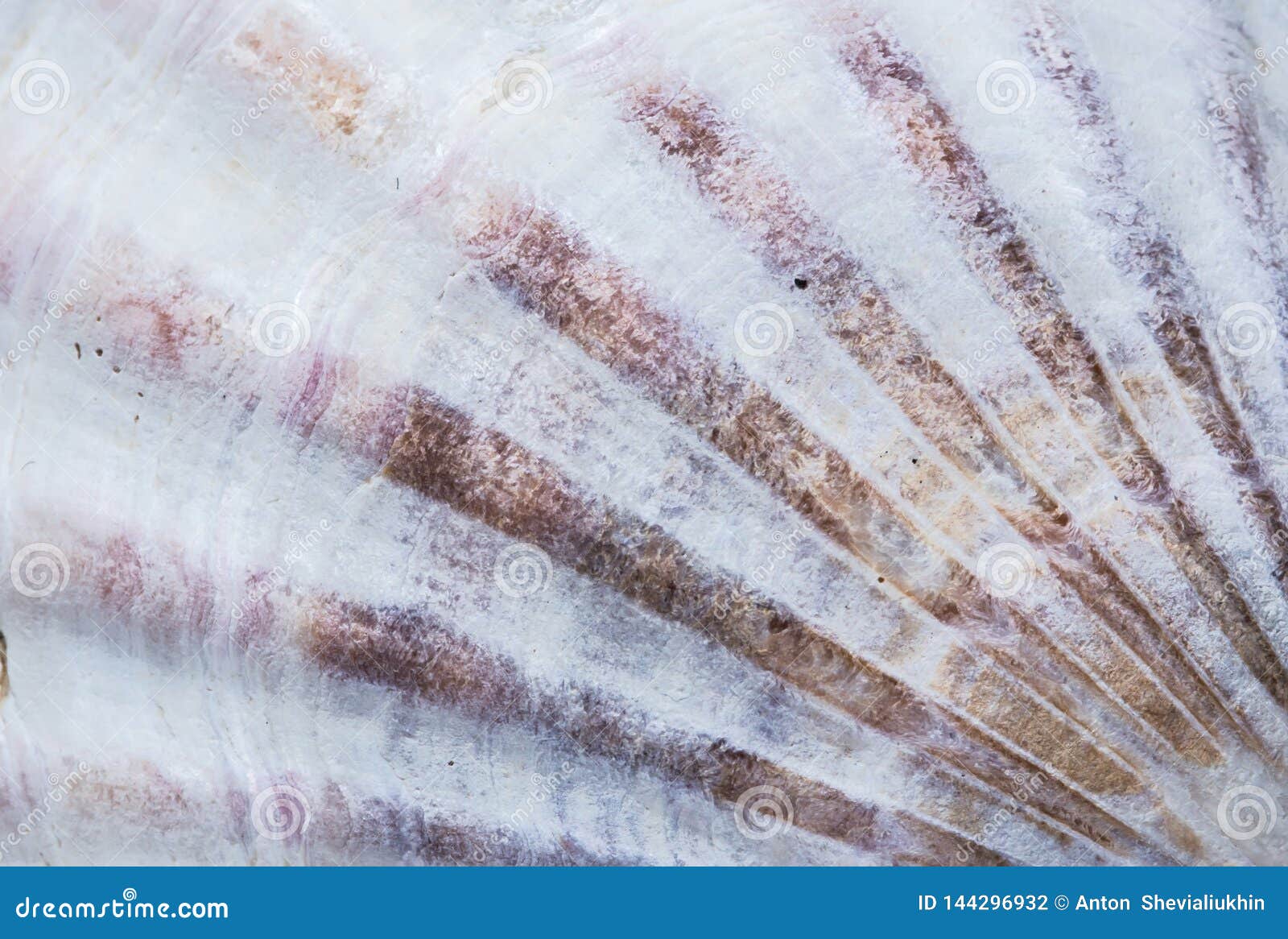 Background Of Seashell Close-up Macro. Mollusk Seashell Texture Stock ...