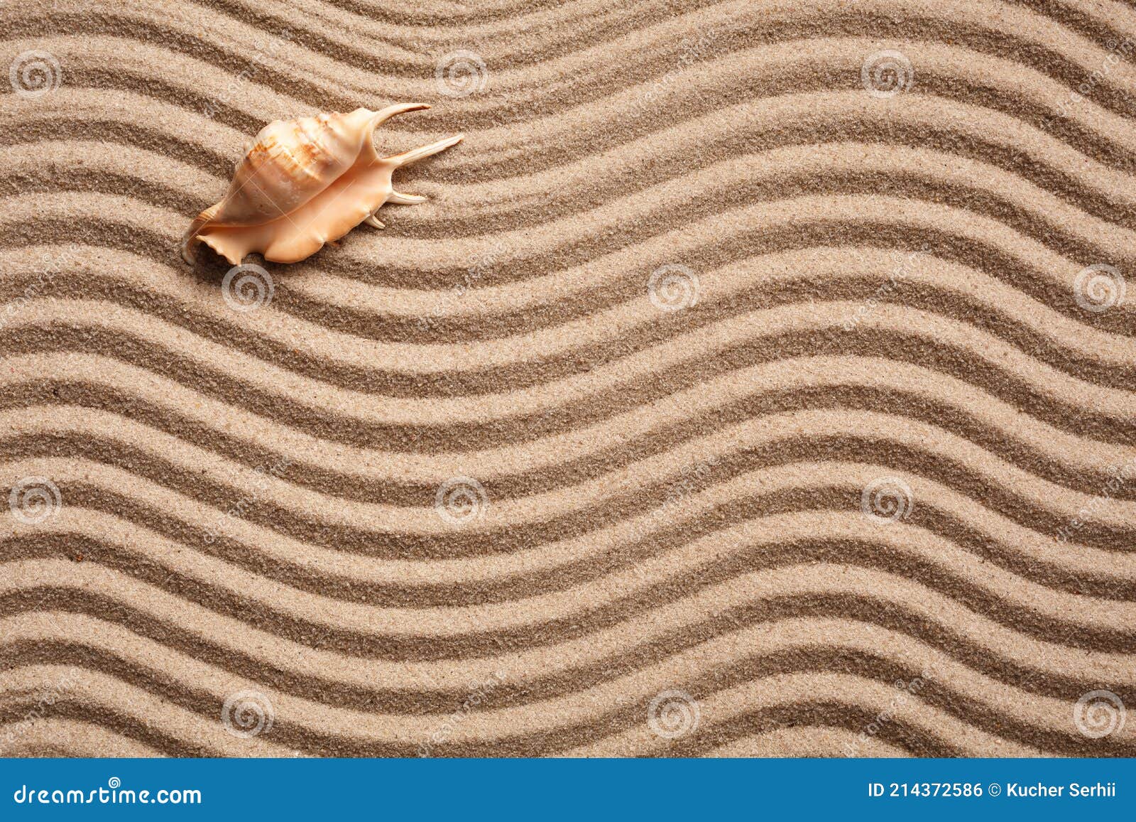 Background Of Seashell Of Armor Of The Sea Urchin Macro Royalty-Free ...