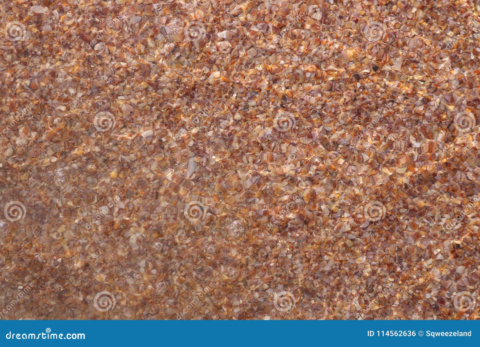 Background of Seashells with Brine Stock Photo - Image of abstract ...