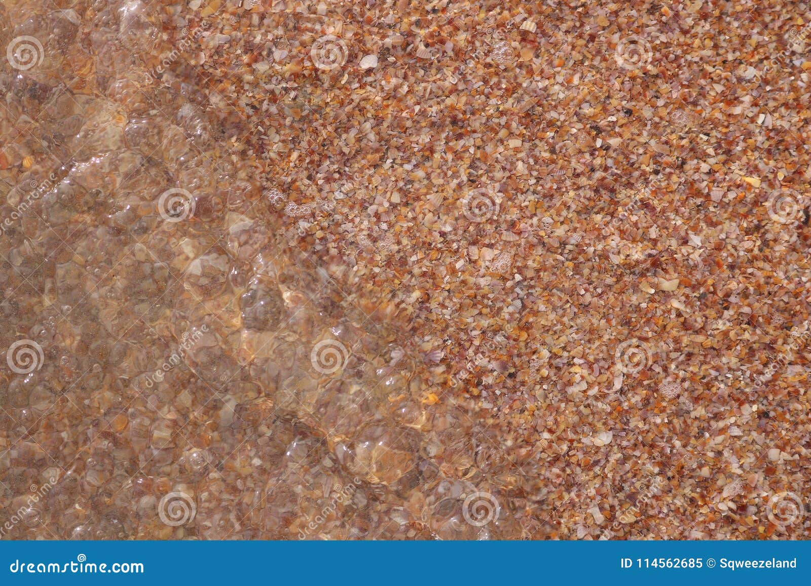 Background of Seashells with Brine Stock Image - Image of brine, ocean ...
