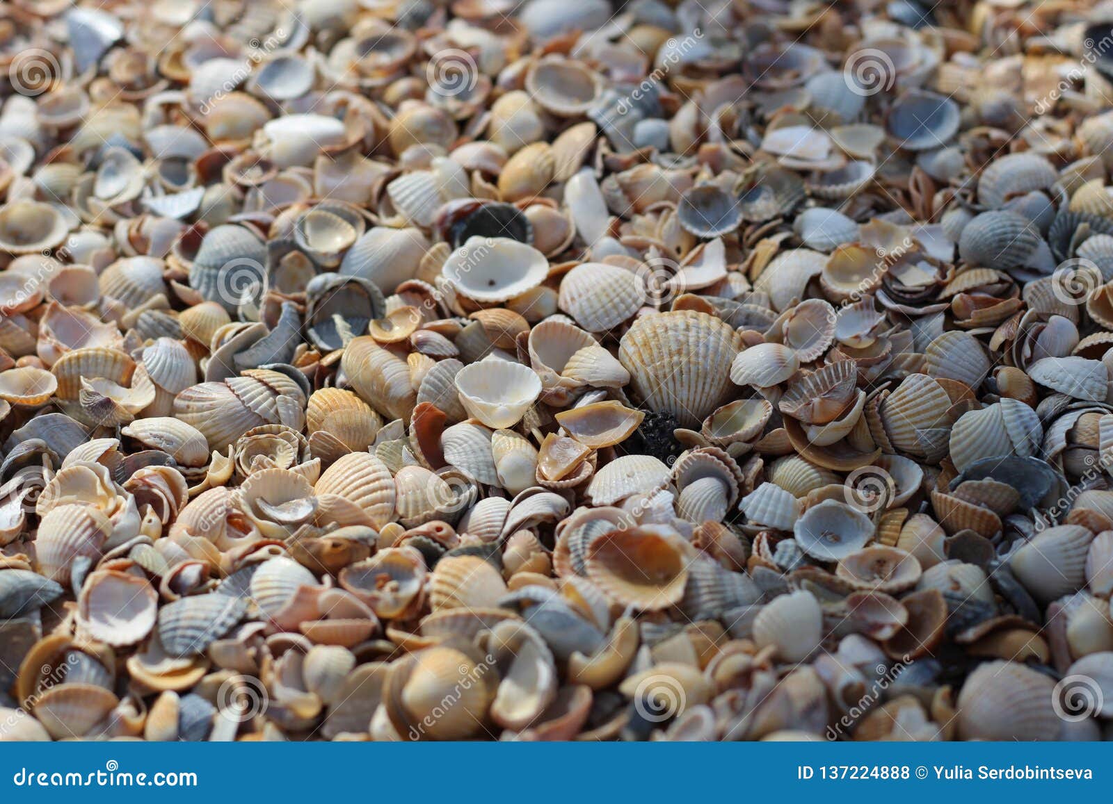 Background Seashells, Many Different Seashells Lie Together on the ...
