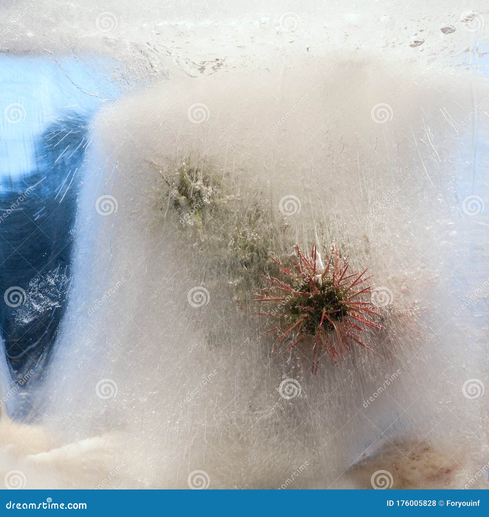 Background of Seed in Ice Cube with Bubbles Stock Photo - Image of ball ...