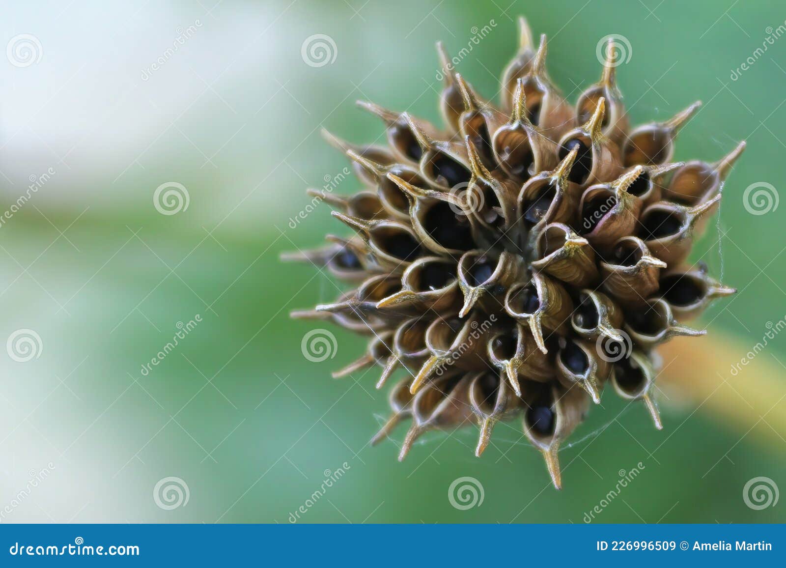 Background of the Seed Pod on a Globe Flower Stock Image - Image of ...