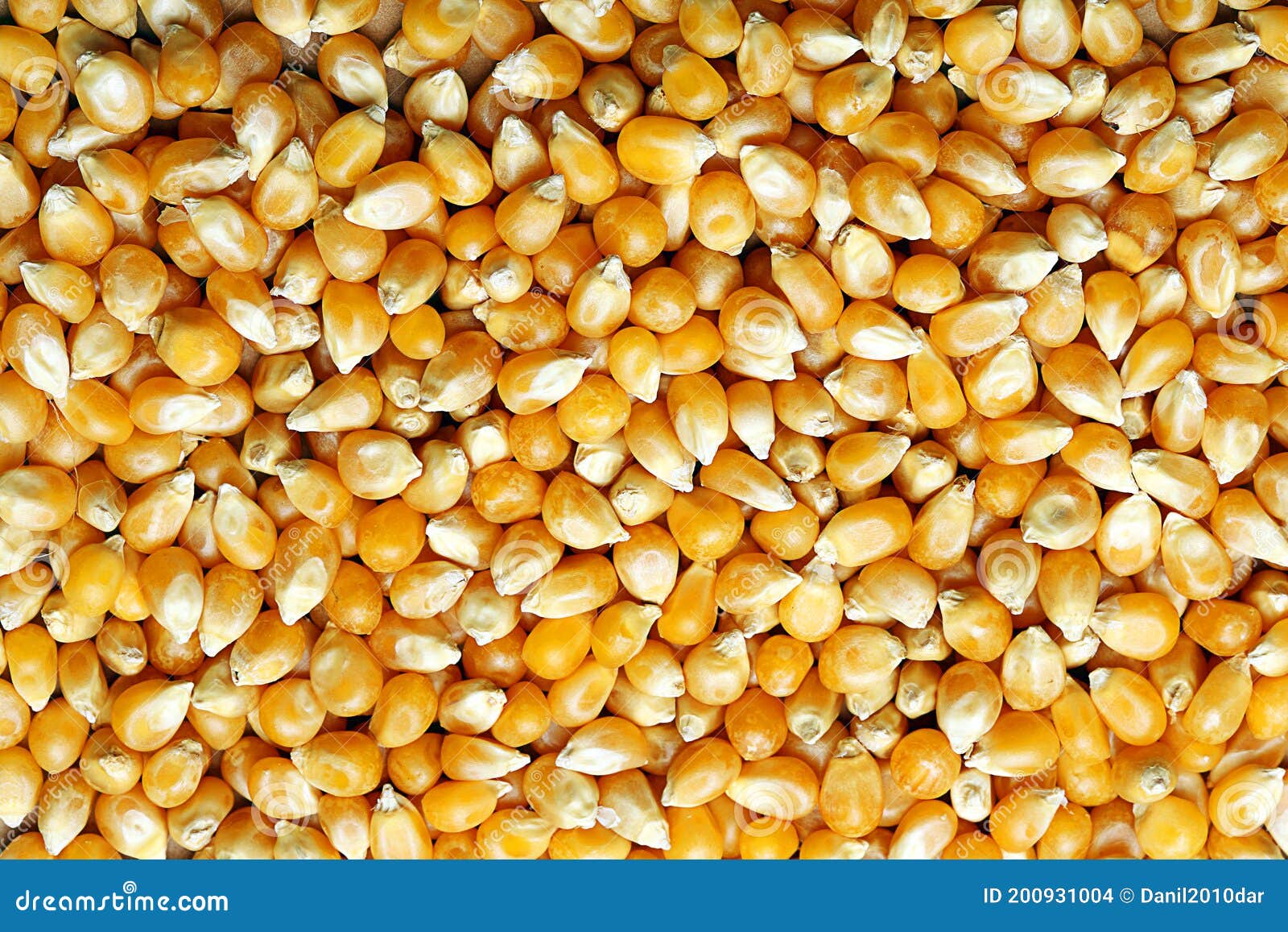 Background and Seeds of Corn. Grains Background Stock Photo - Image of ...